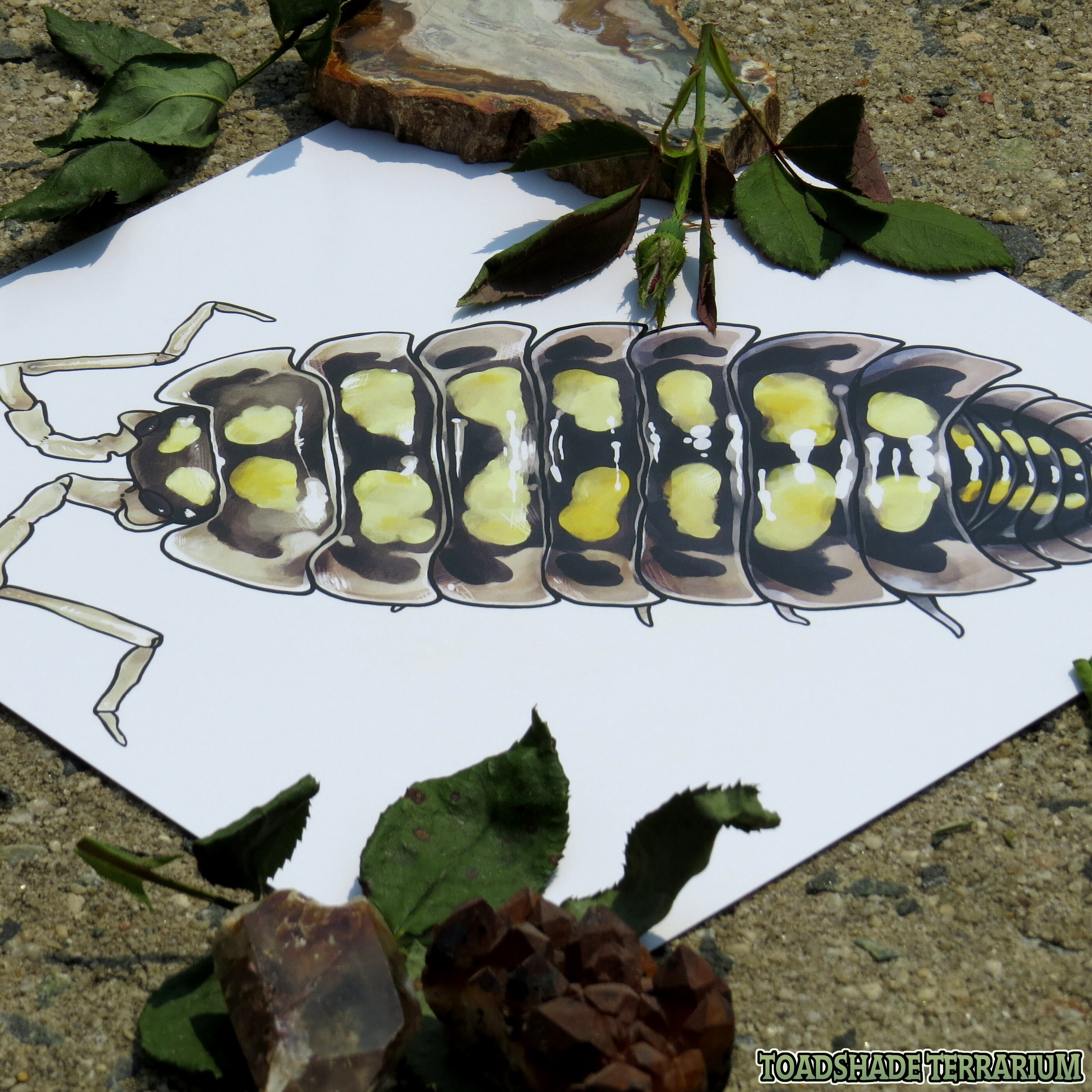 Isopod Original Art Print | Haasi | 8x8" Square! - Etsy