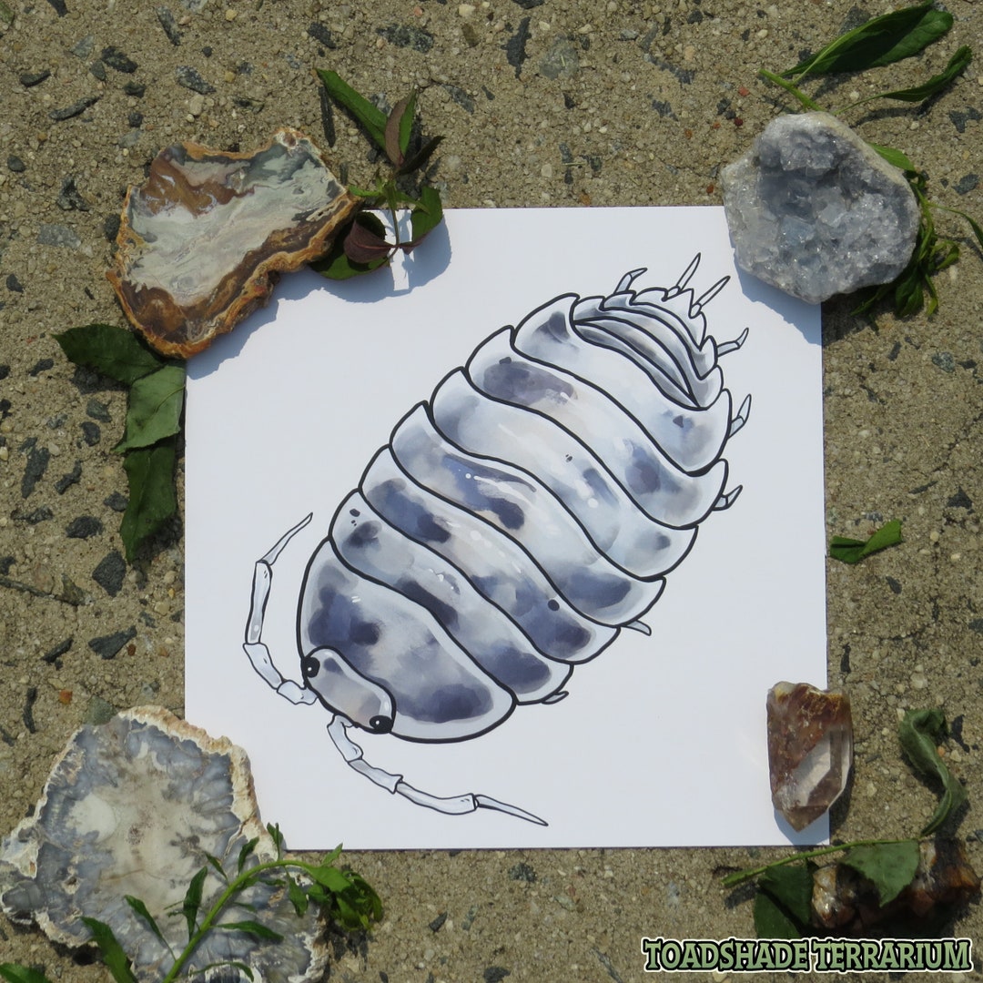 Isopod Original Art Print | Dairy Cow | 8x8" Square! - Etsy