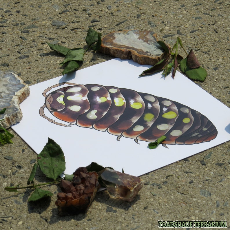 Isopod Original Art Print | Clown | 8x8" Square! - Etsy