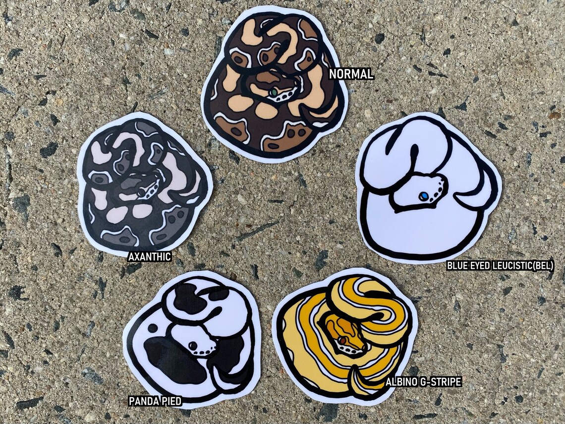 Ball Python Vinyl Sticker - Etsy