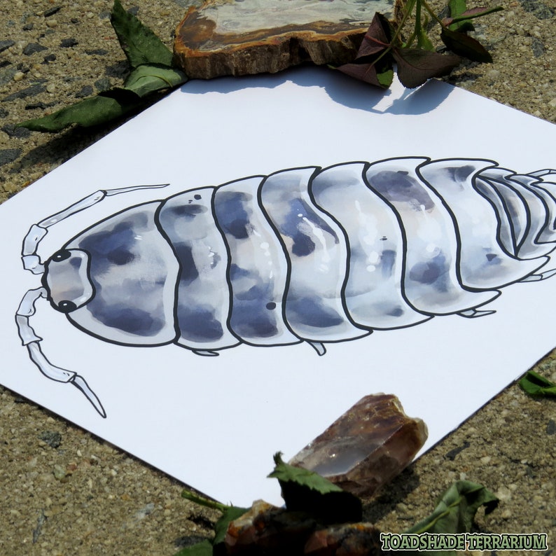 Isopod Original Art Print | Dairy Cow | 8x8" Square! - Etsy