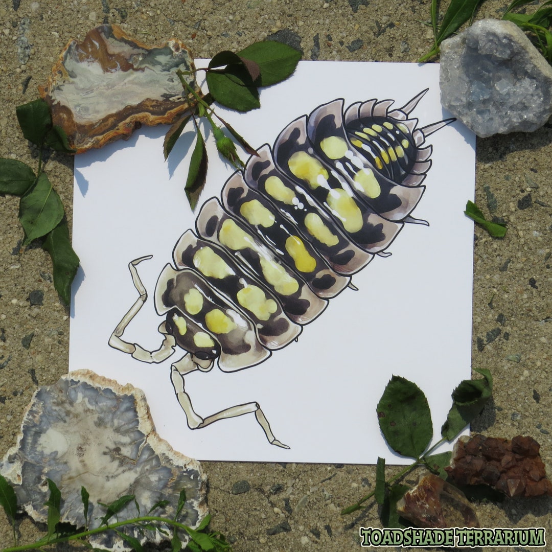 Isopod Original Art Print | Haasi | 8x8" Square! - Etsy