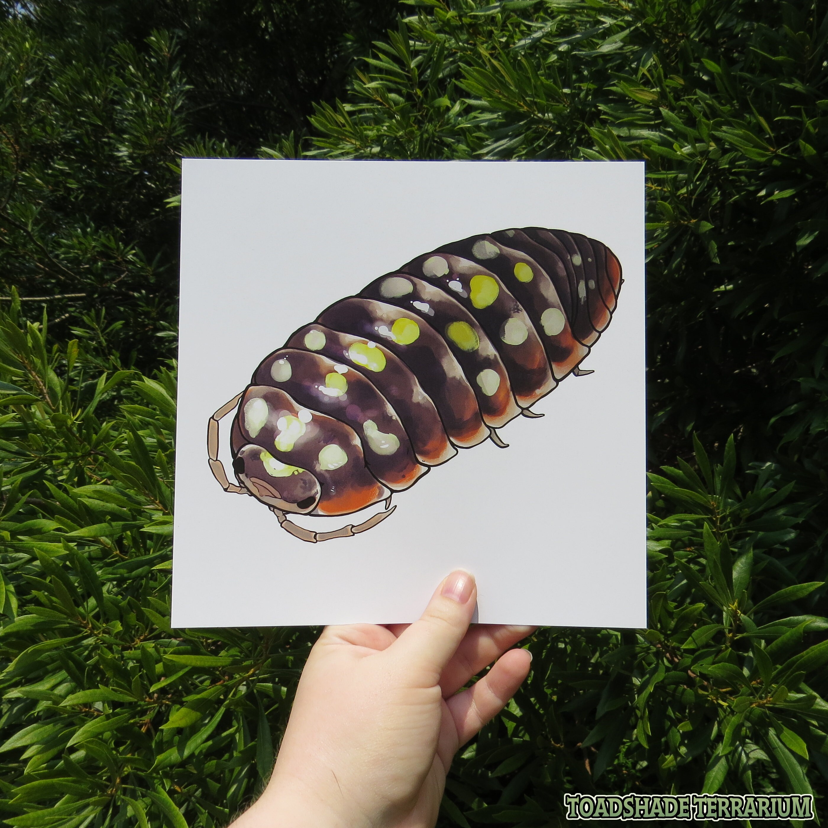 Isopod Original Art Print | Clown | 8x8" Square! - Etsy