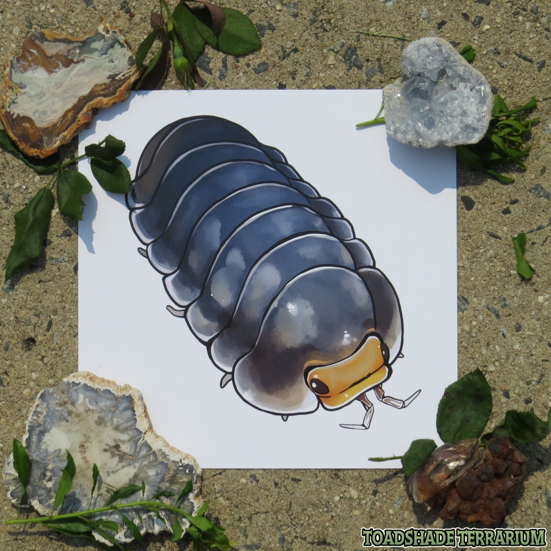 Isopod Original Art Print | Blue & Orange | 8x8" Square! - Etsy