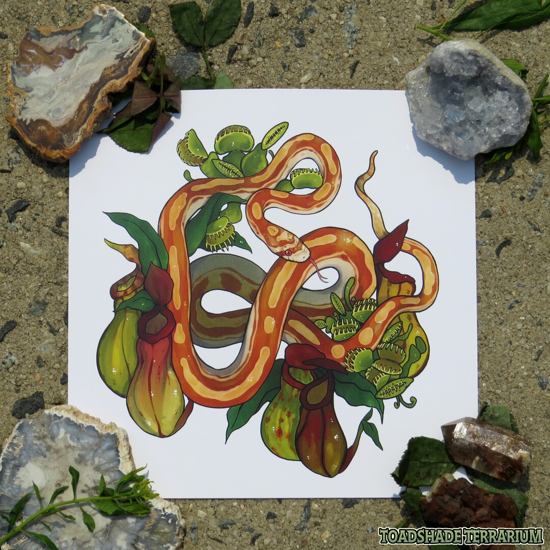 Corn Snake Original Art Print | Carnivorous Plants | 8x8" Square! - Etsy