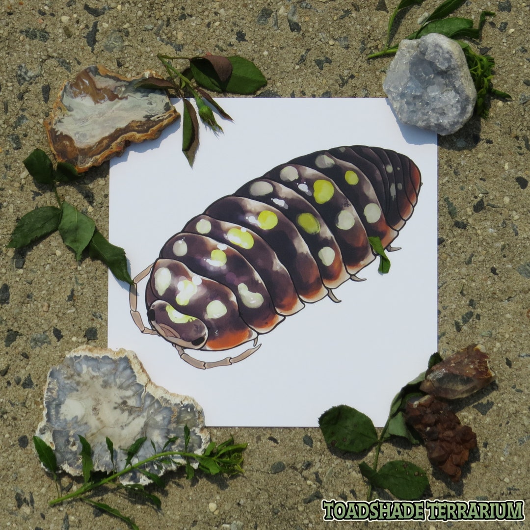 Isopod Original Art Print | Clown | 8x8" Square! - Etsy