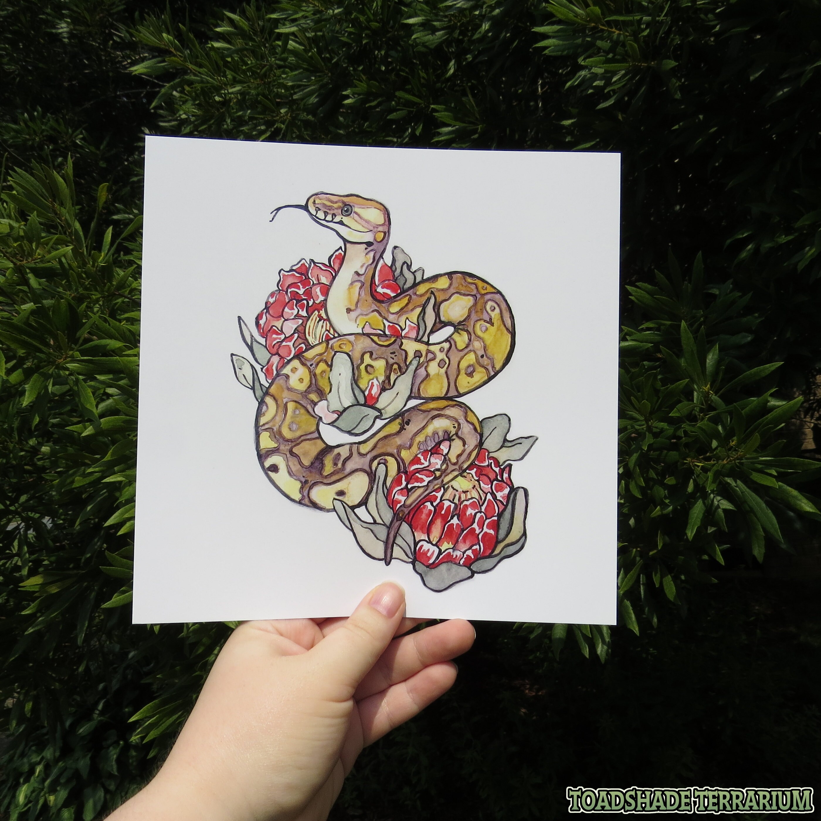 Ball Python Original Art Print Floral Watercolor 8x8 Square - Etsy