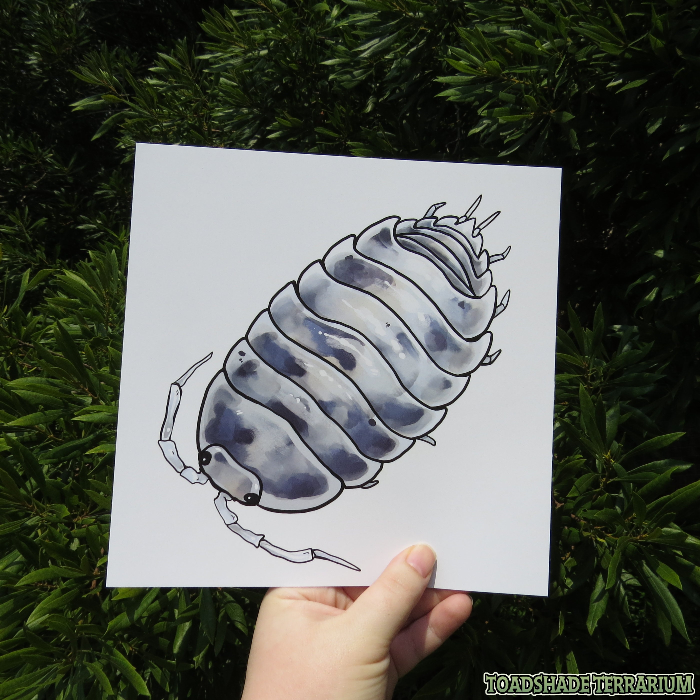 Isopod Original Art Print | Dairy Cow | 8x8" Square! - Etsy