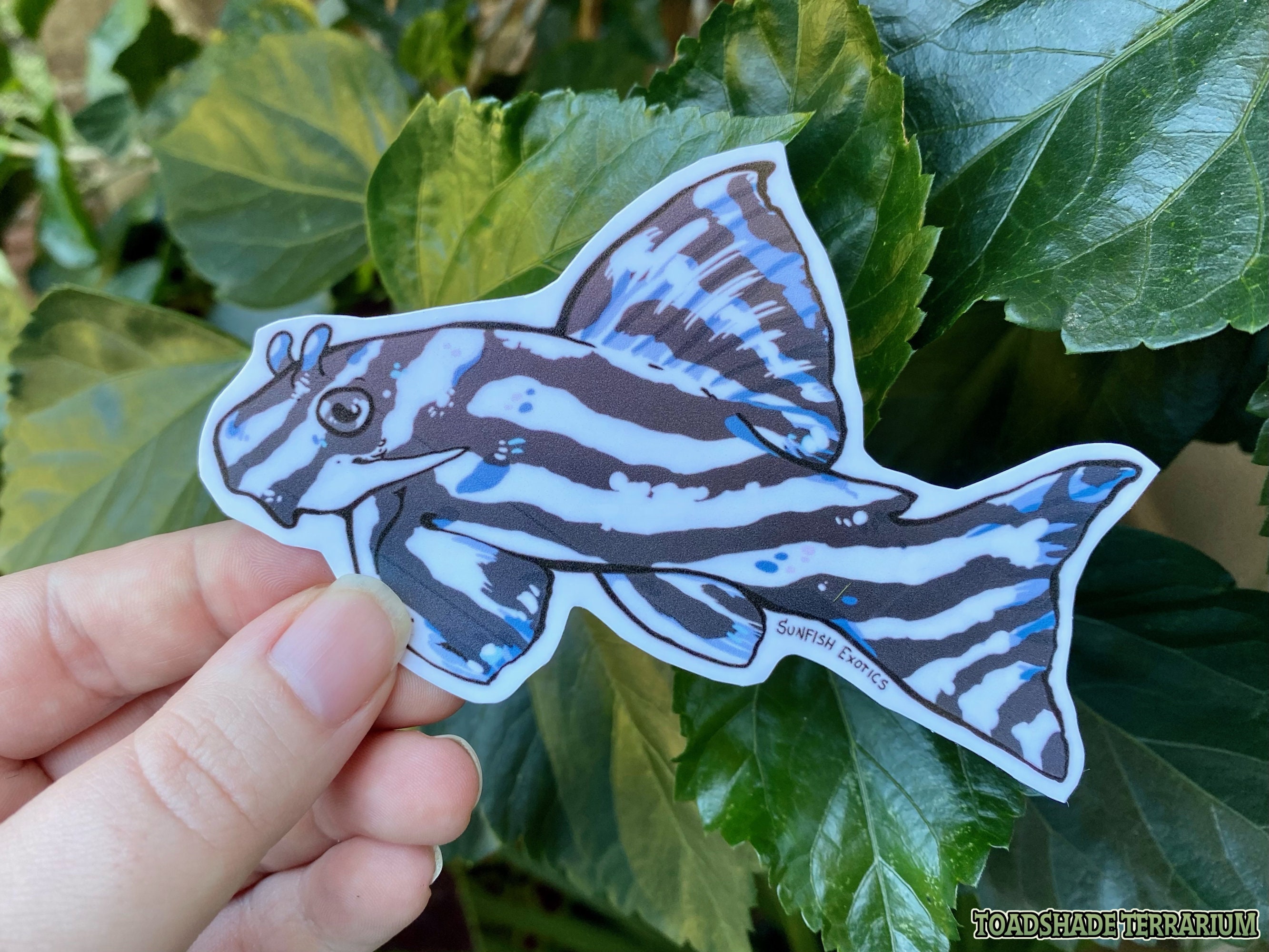 Zebra Pleco Vinyl Sticker - Etsy