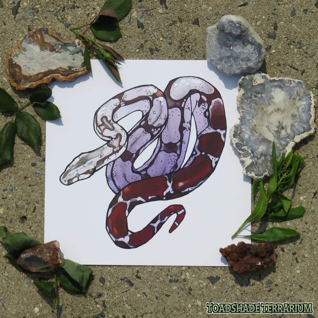 Suriname Boa Constrictor Original Art Print | 8x8" Square! - Etsy