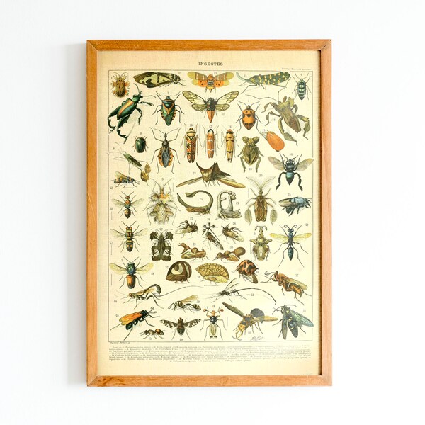 Insects Chart - Etsy