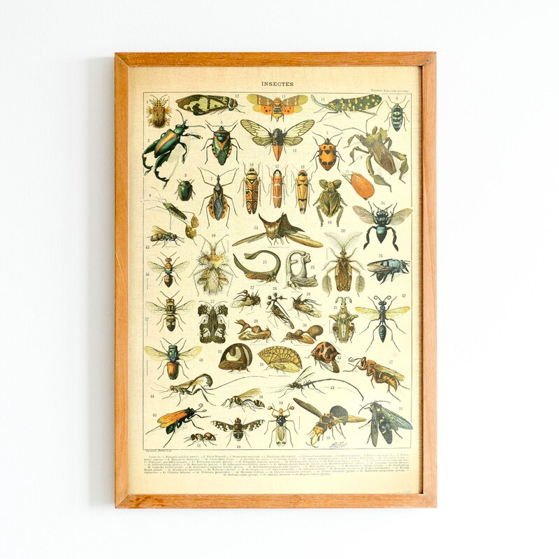 Insect Chart - Etsy