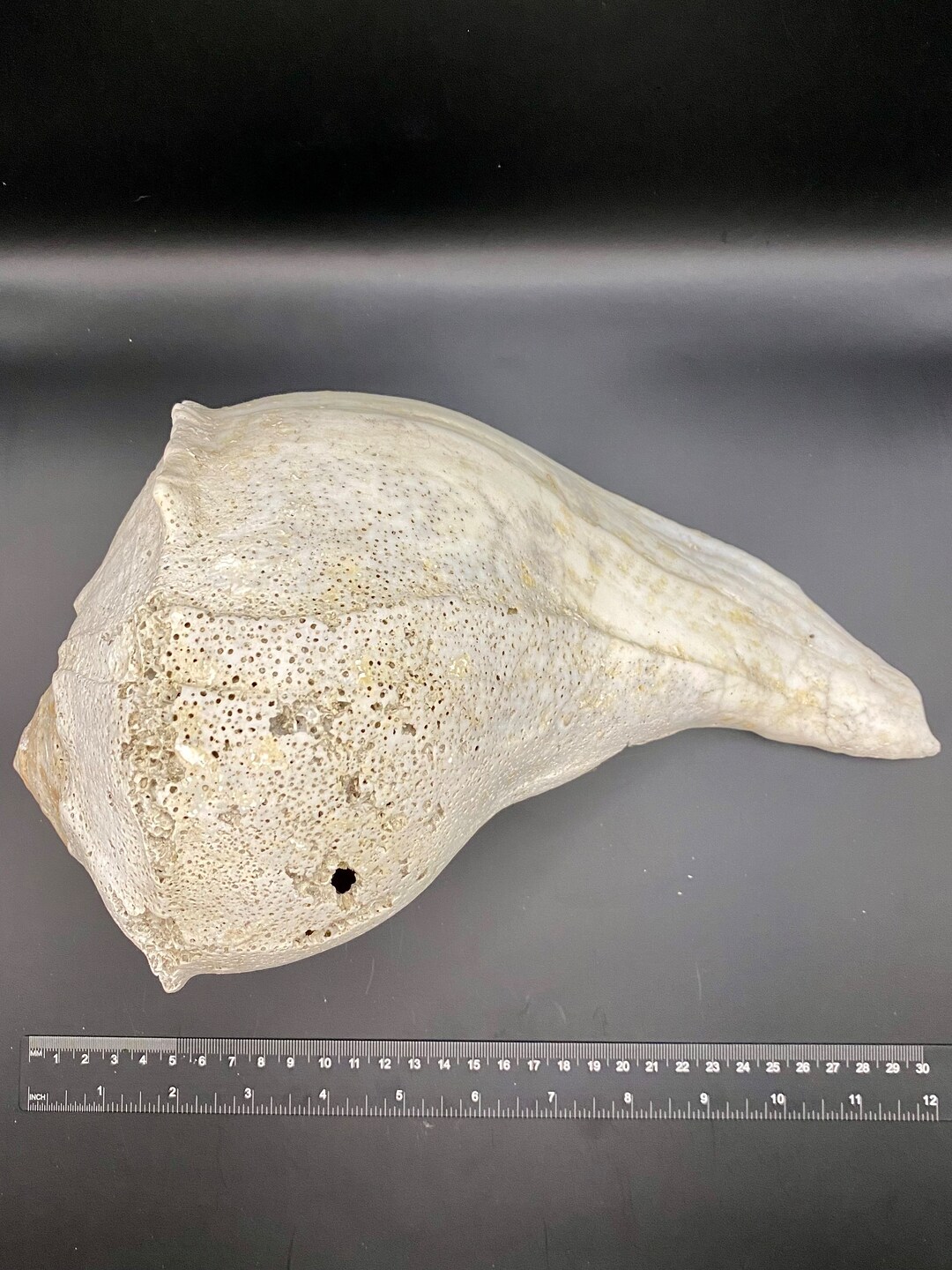 Lightning Whelk Shell - Etsy