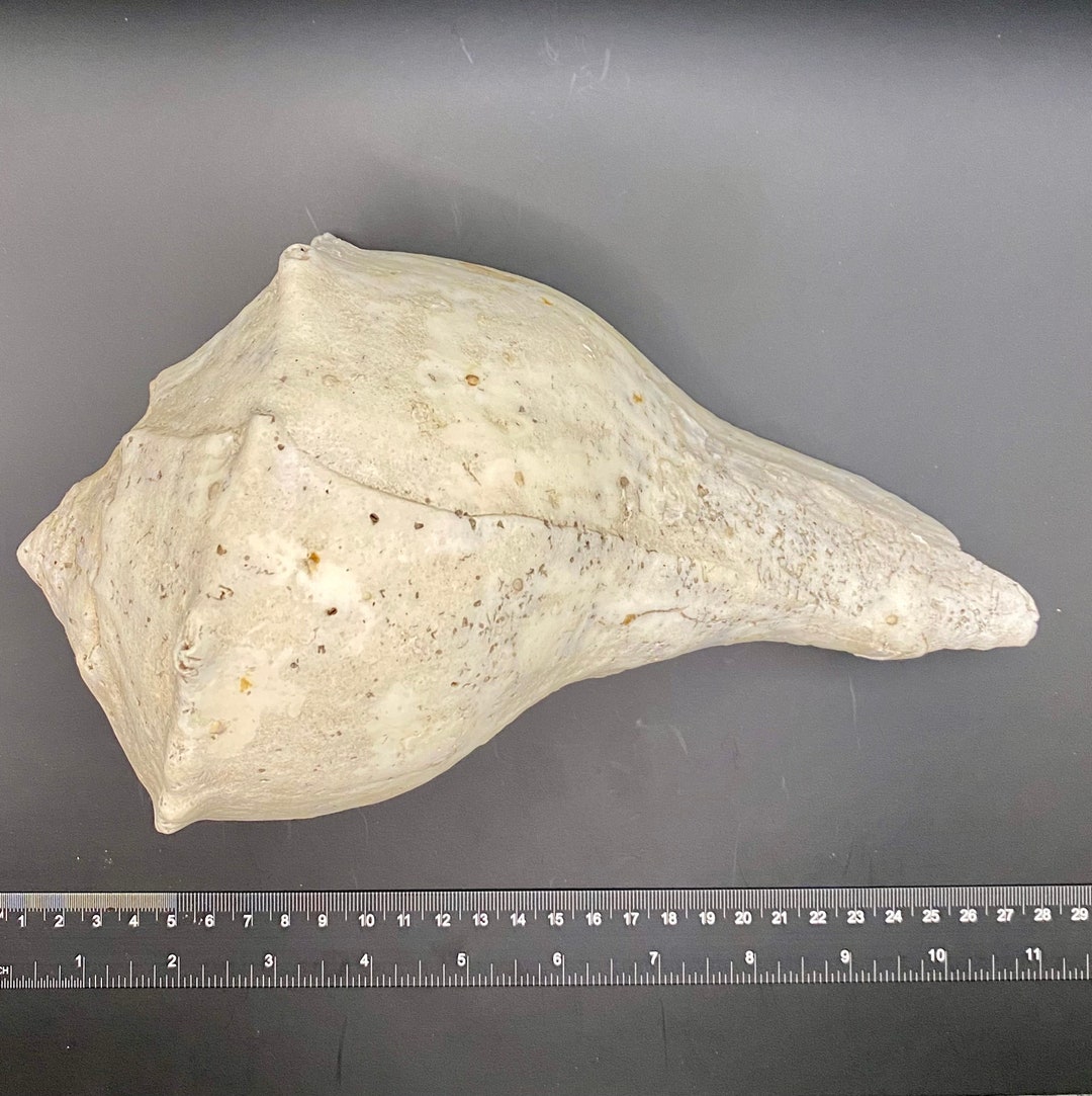 Lightning Whelk Shell - Etsy