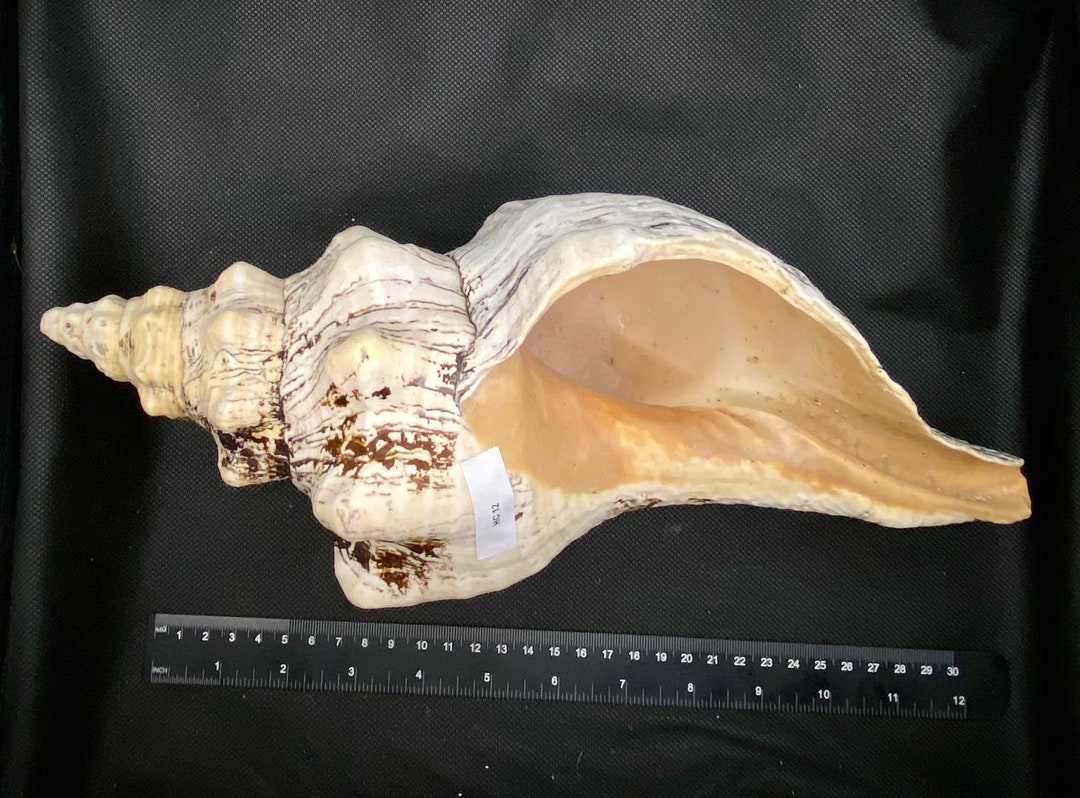 Horse Conch Shell - Etsy