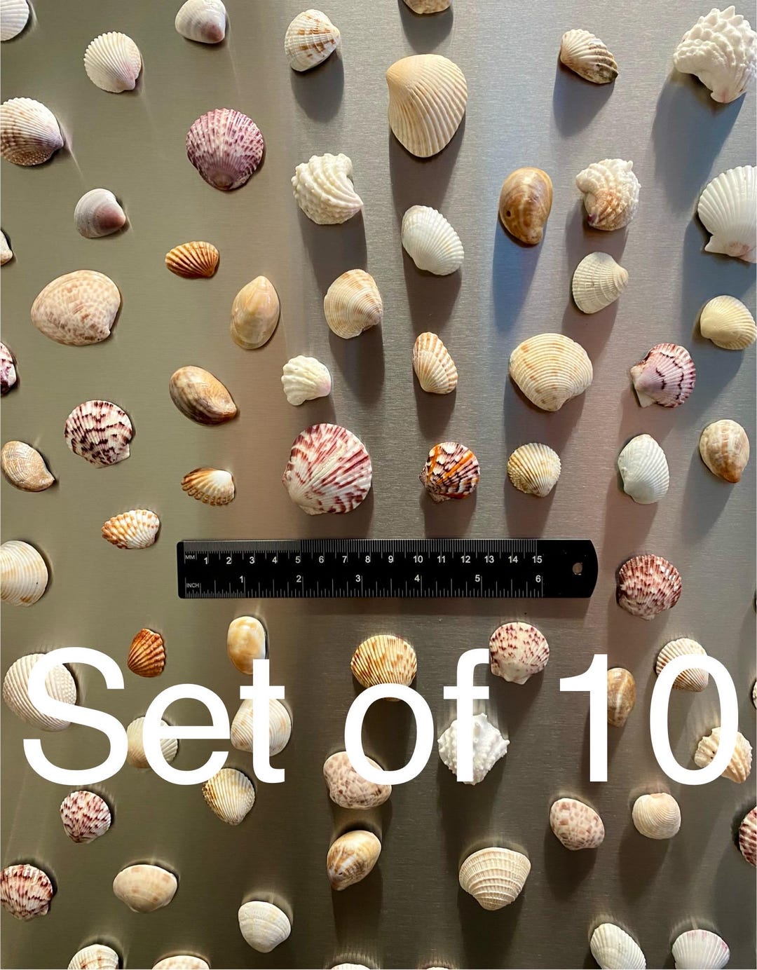 10 Beach Shell Refrigerator Magnet Set - Etsy