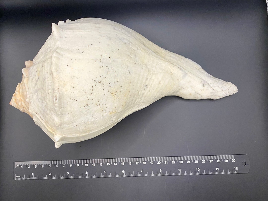 Lightning Whelk Shell - Etsy