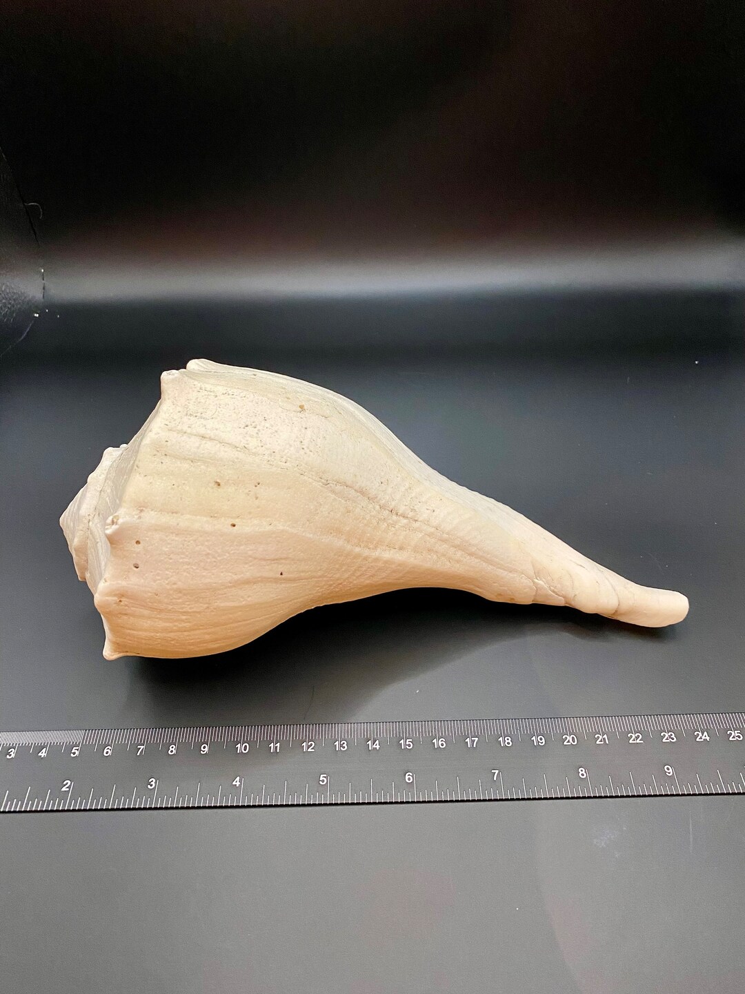 Lightning Whelk Shell - Etsy