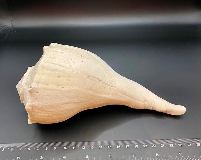 Lightning Whelk Shell - Etsy