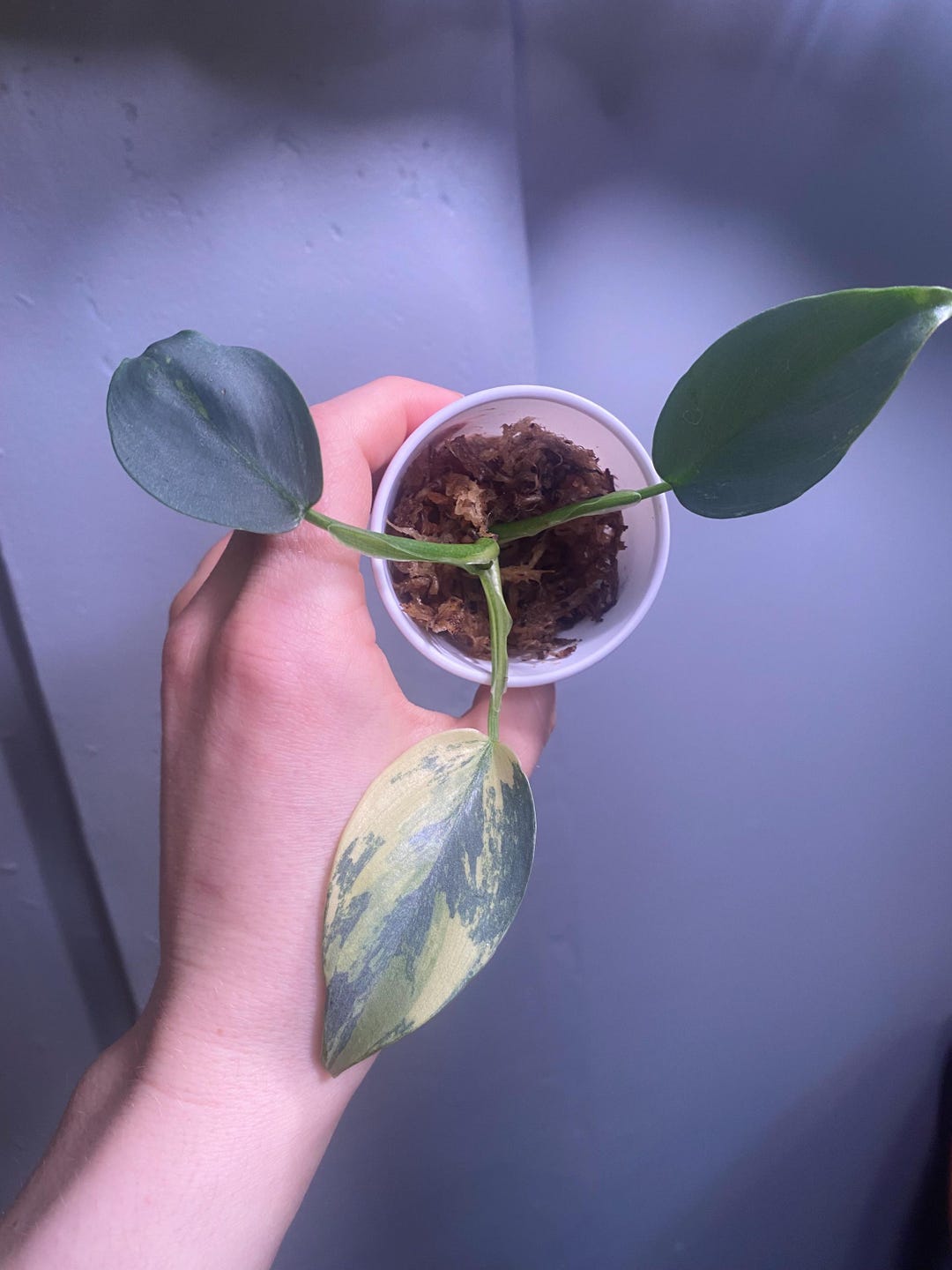 Variegated Silver Sword Philodendron Seedling, Tropical Rare ...