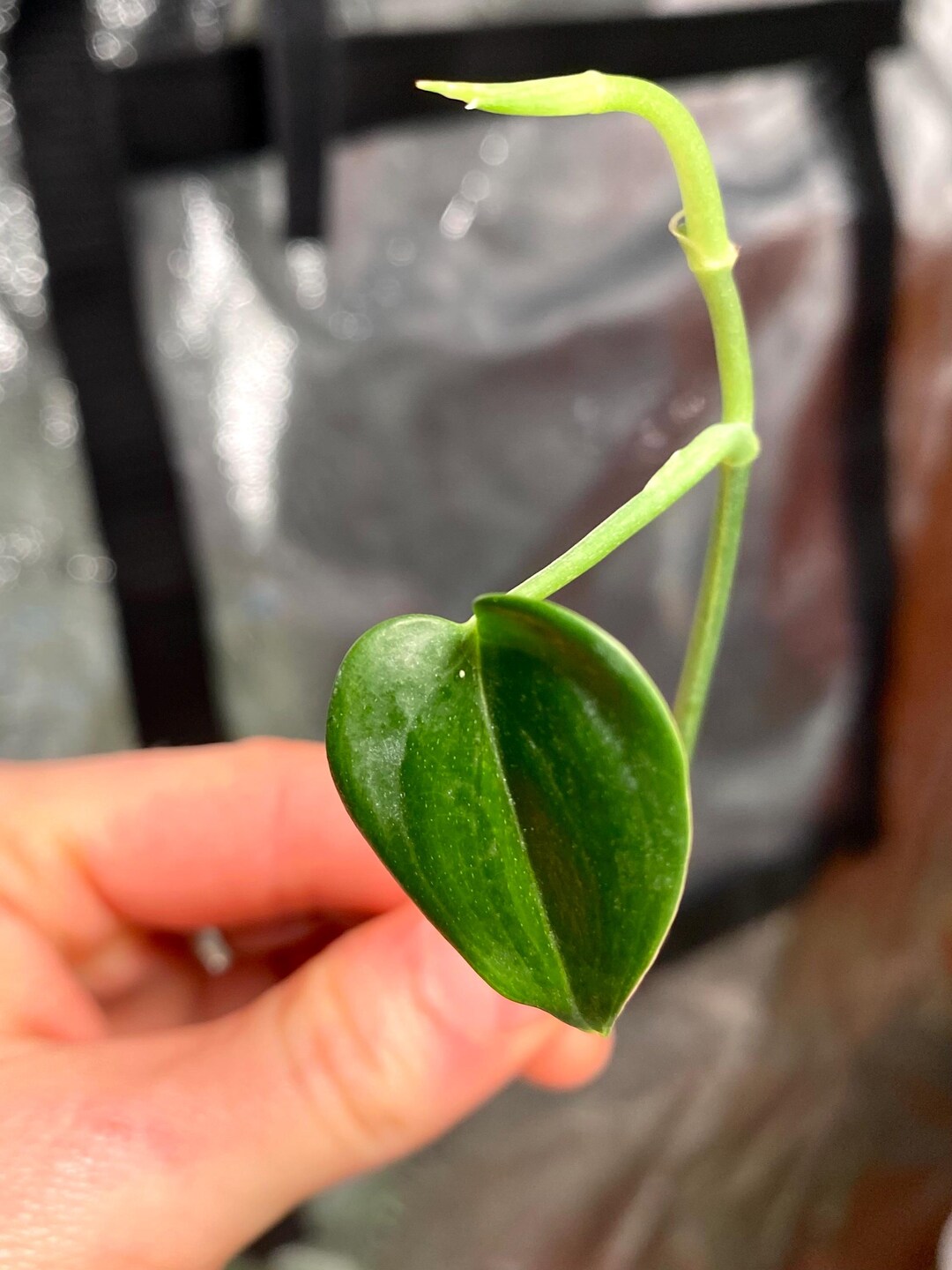 Rare Scindapsus Blue Albo Low Variegation, House Plant, Exact Live ...
