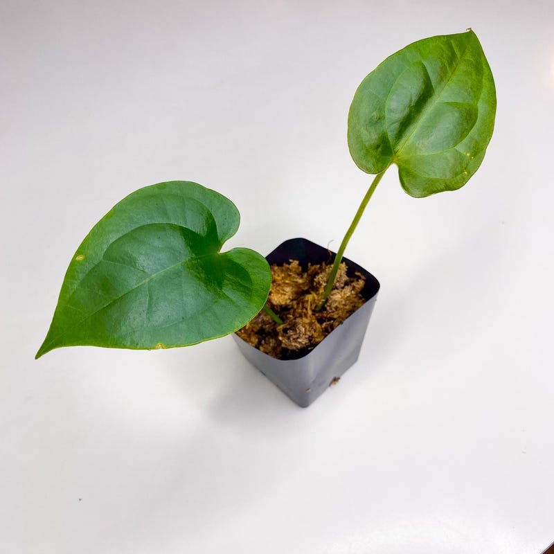 Anthurium Forgetii - Etsy