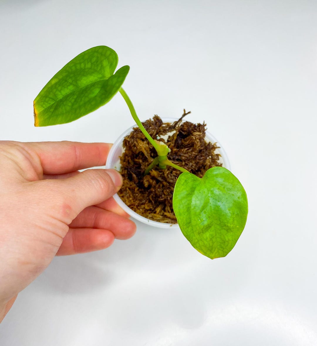 Anthurium Forgetti X Luxurians Rare Tropical Plant Seedling, Exact Live ...