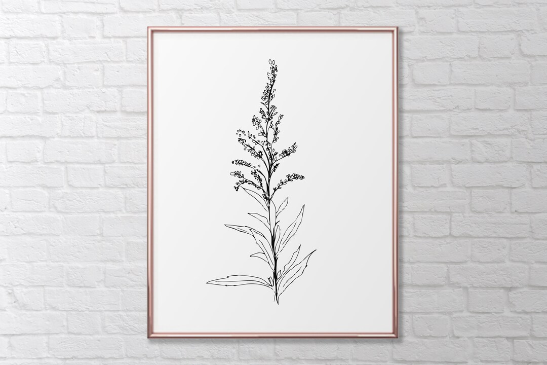 Goldenrod Flower Botanical Drawing Print - Etsy