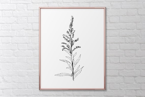 Goldenrod Flower Botanical Drawing Print | Etsy