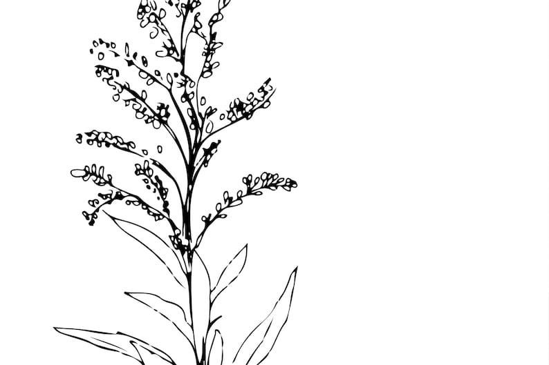 Goldenrod Flower Botanical Drawing Print - Etsy