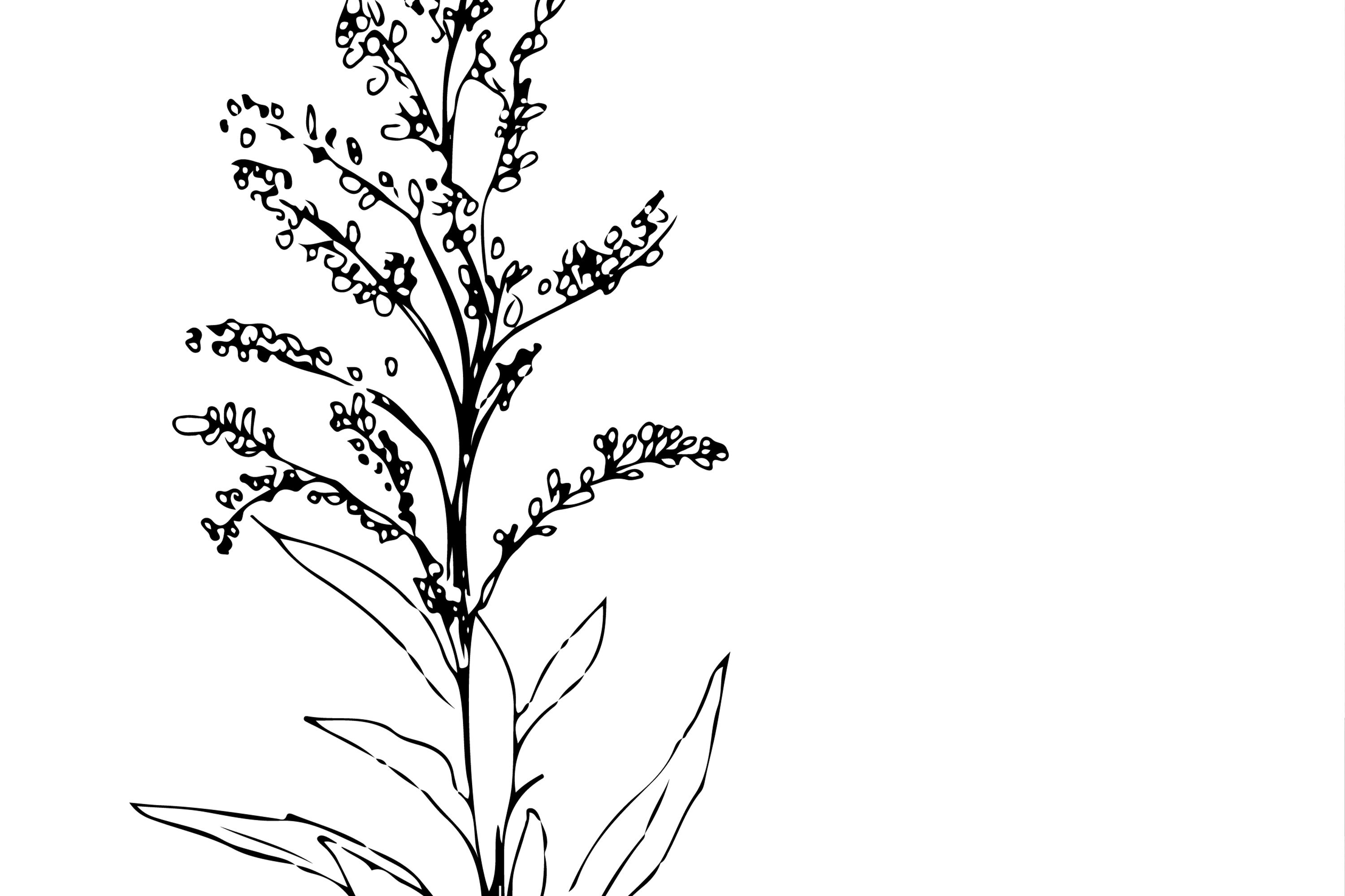 Goldenrod Flower Botanical Drawing Print - Etsy