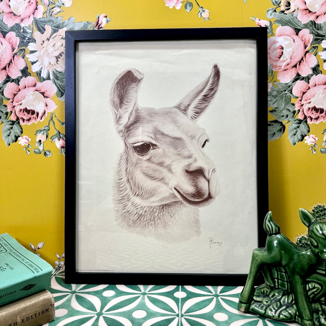Vintage Llama Sketch Lithograph Print by P Harvey for Buena Vista’s ...