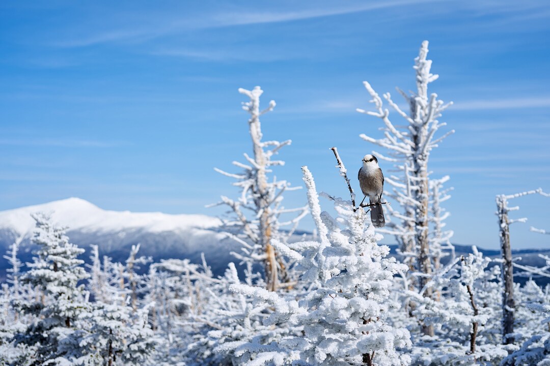 Snowy Bird in the White Mountains - Color Landscape Photograph by ...