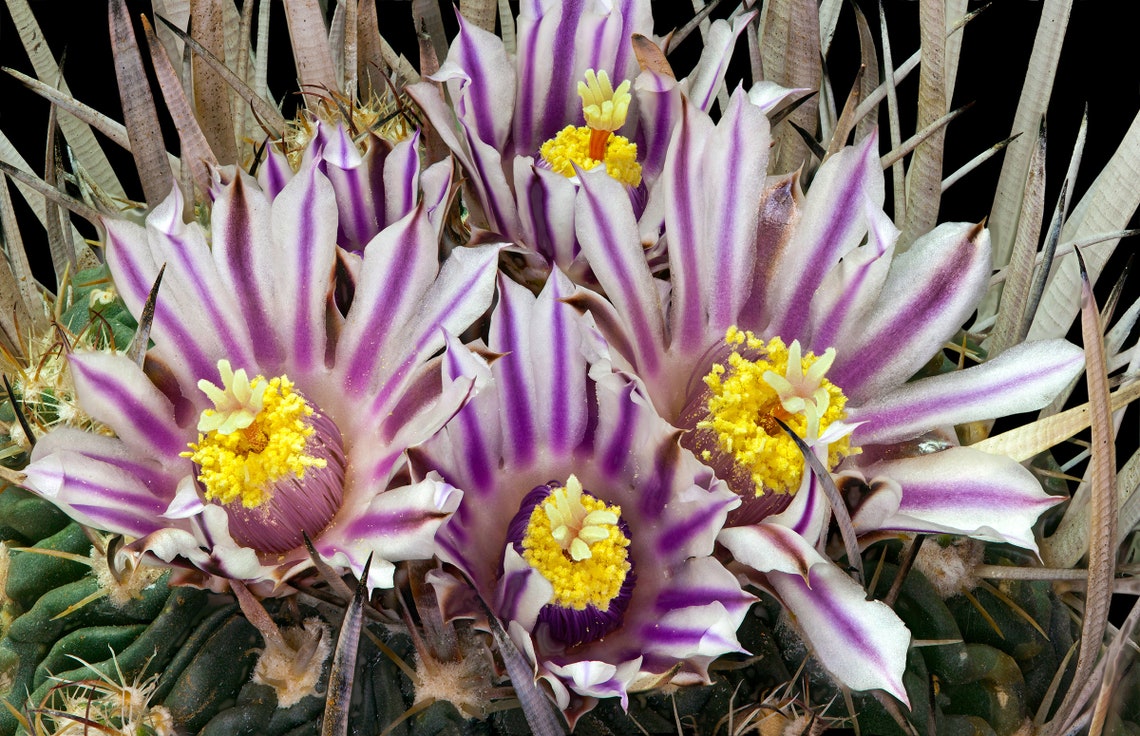 Echinofossulocactus Phyllacanthus, 20 Seeds - Etsy