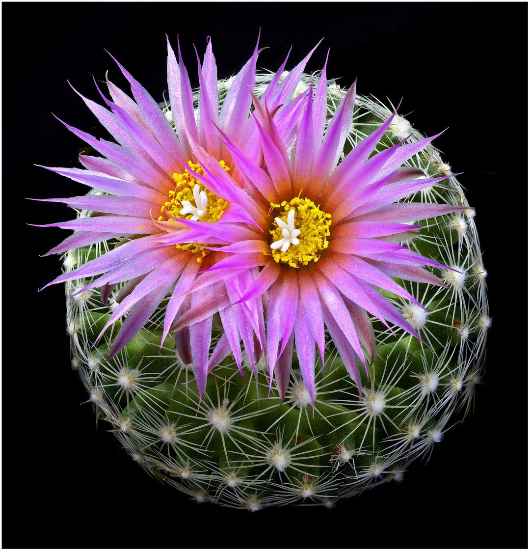 Escobaria Vivipara (san Saba County, TX), 20 Seeds - Etsy