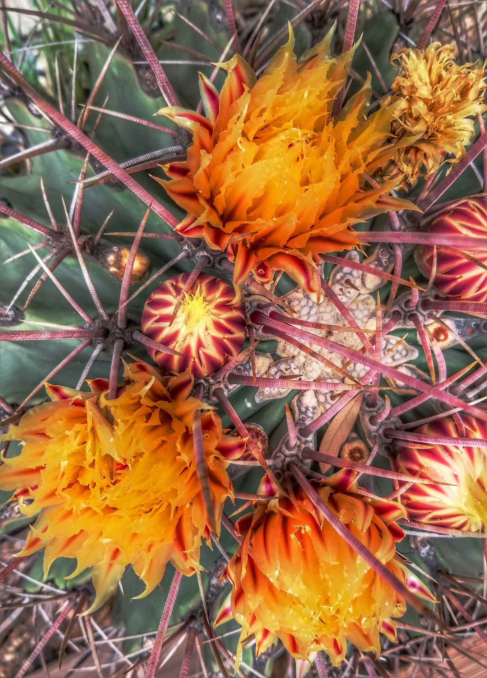Ferocactus Emoryi Ssp. Rectispinus 20 Seeds | Etsy