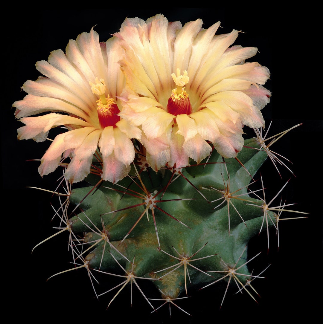 Coryphantha Robustispina Ssp. Uncinata, 20 Seeds - Etsy