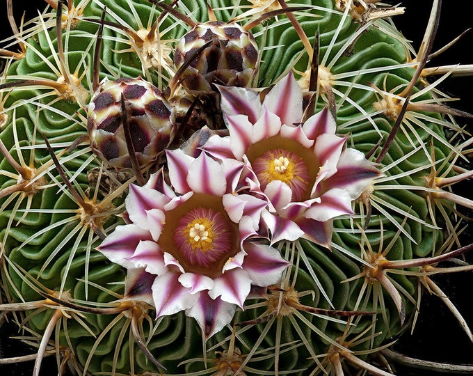 Echinofossulocactus Zacatecasensis Seeds Pkt of 20 - Etsy