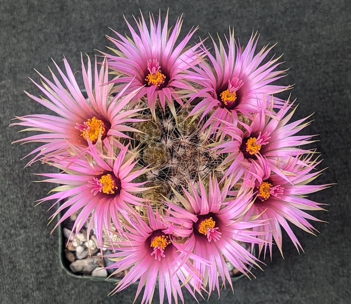 Escobaria Vivipara Var. Arizonica, 20 Seeds - Etsy