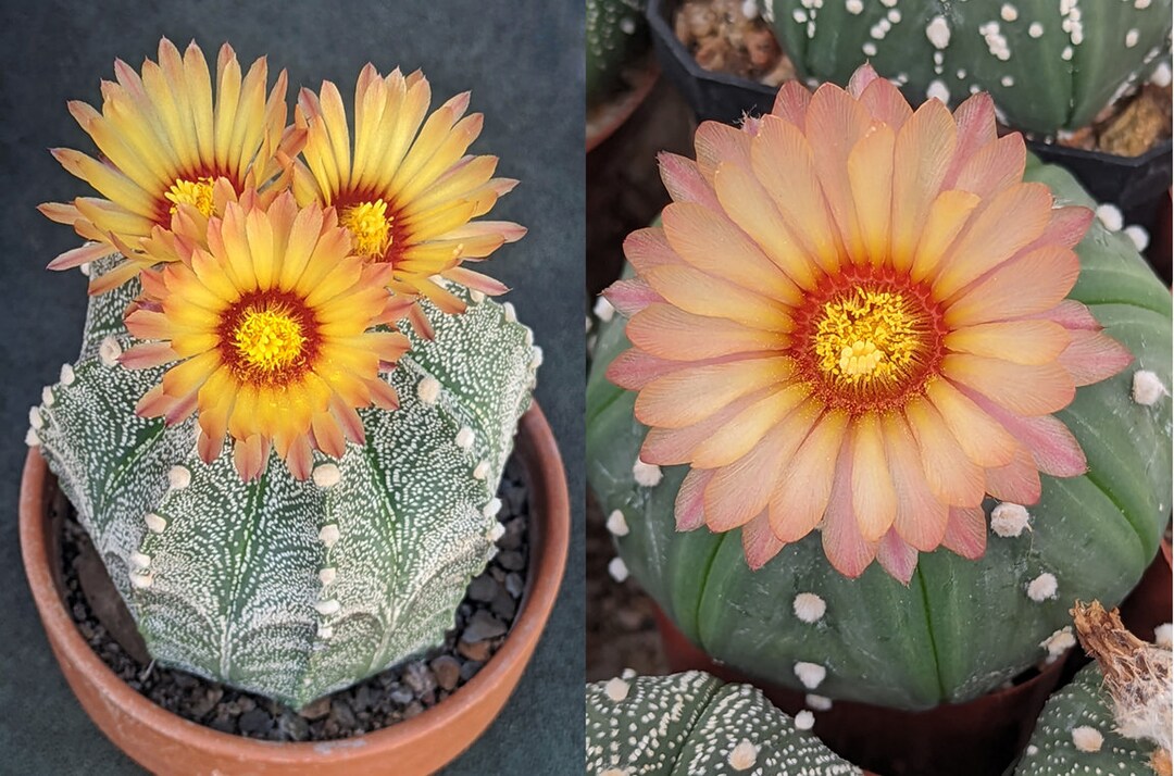 Astrophytum Hybrid, 20 Seeds - Etsy