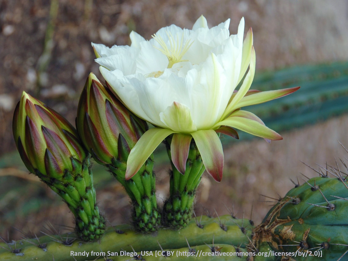 Cereus Peruvianus (cereus Repandus), 20 Seeds - Etsy