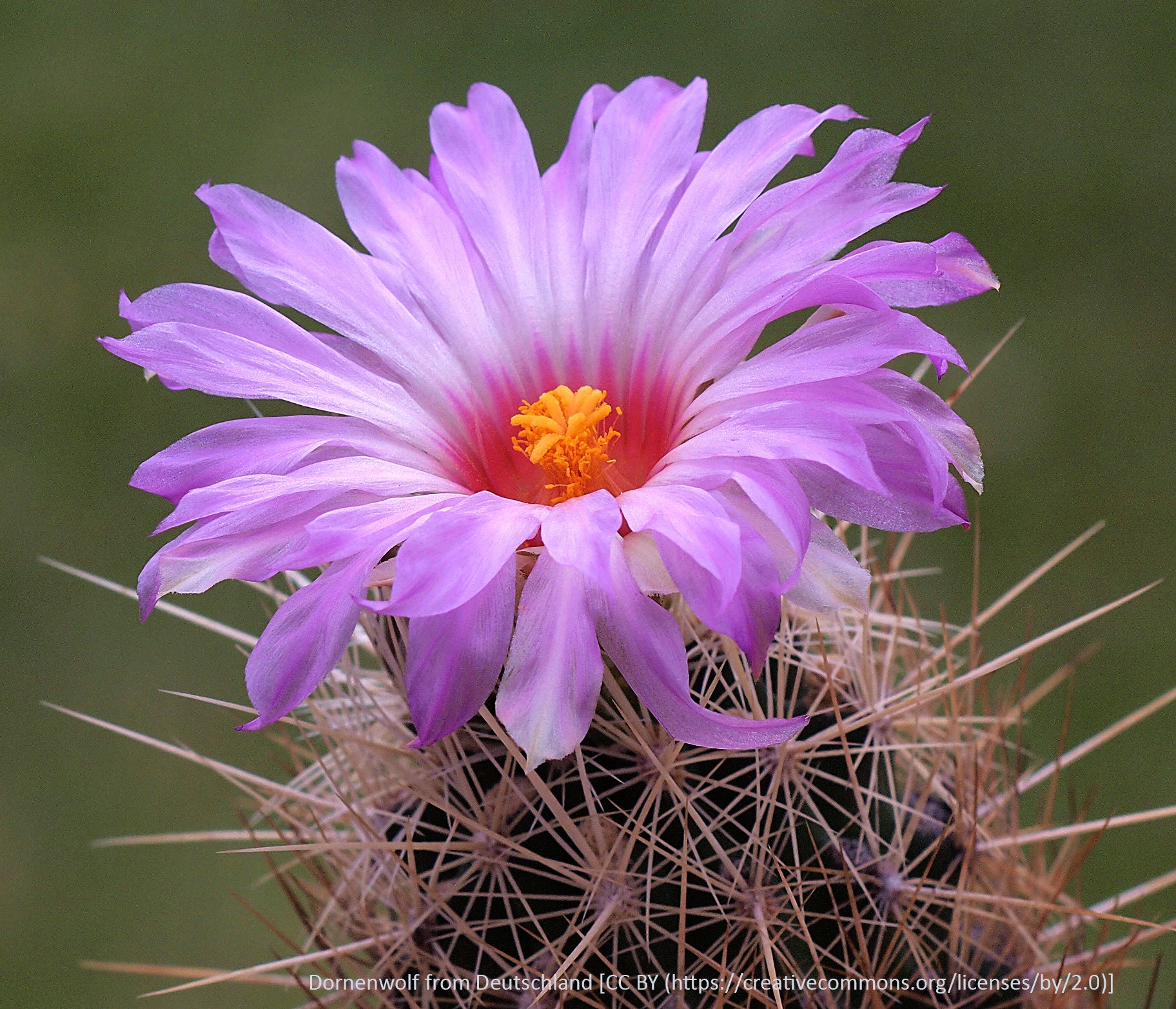 Thelocactus bicolor ssp. bolaensis 20 semillas | Etsy España