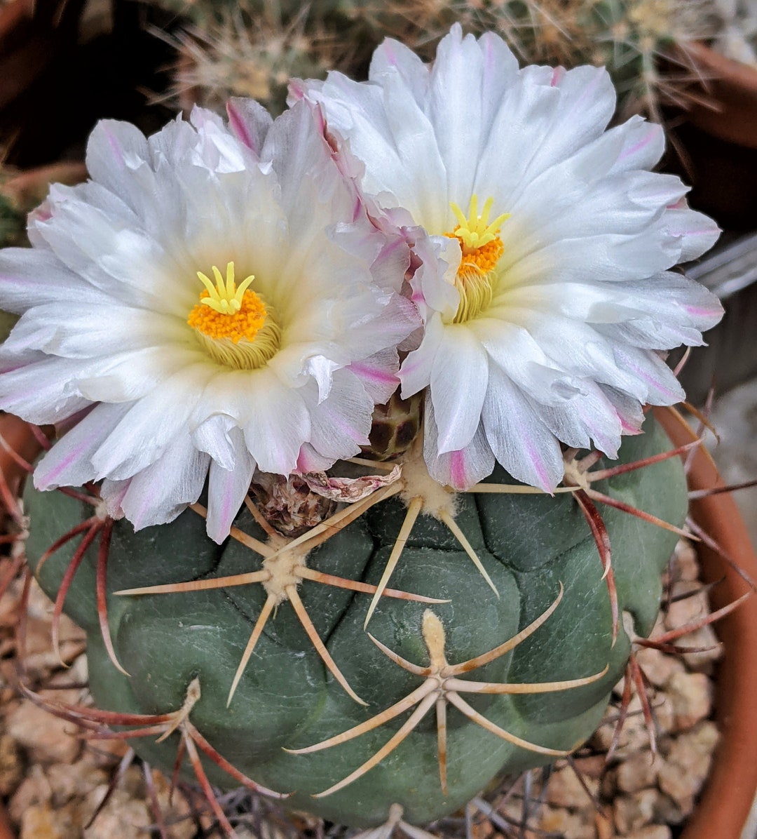 Thelocactus Hexaedrophorus, 20 Seeds - Etsy