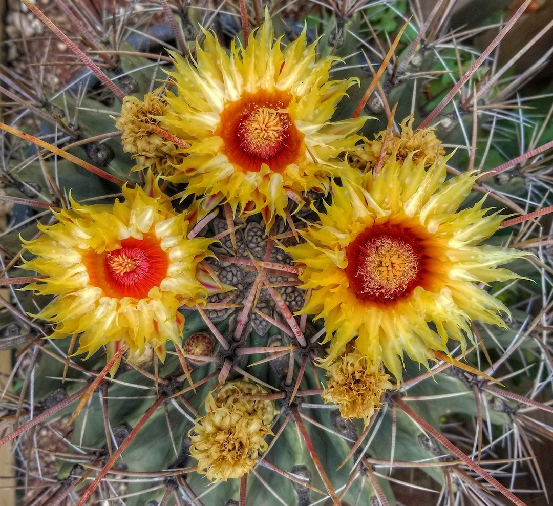 Ferocactus Emoryi Ssp. Rectispinus, 20 Seeds - Etsy