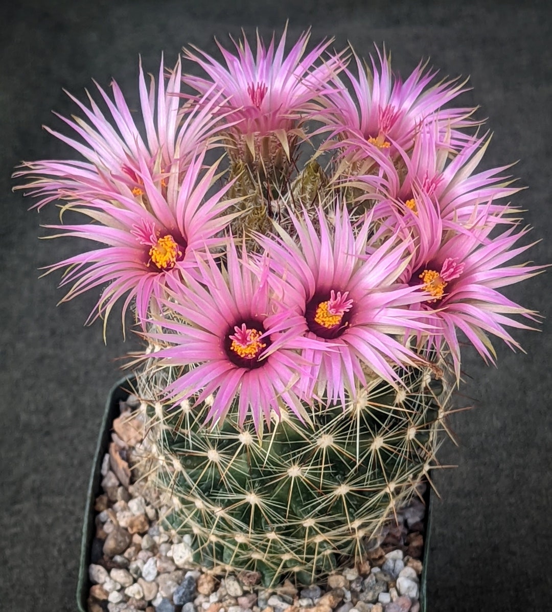 Escobaria Vivipara Var. Arizonica, 20 Seeds - Etsy