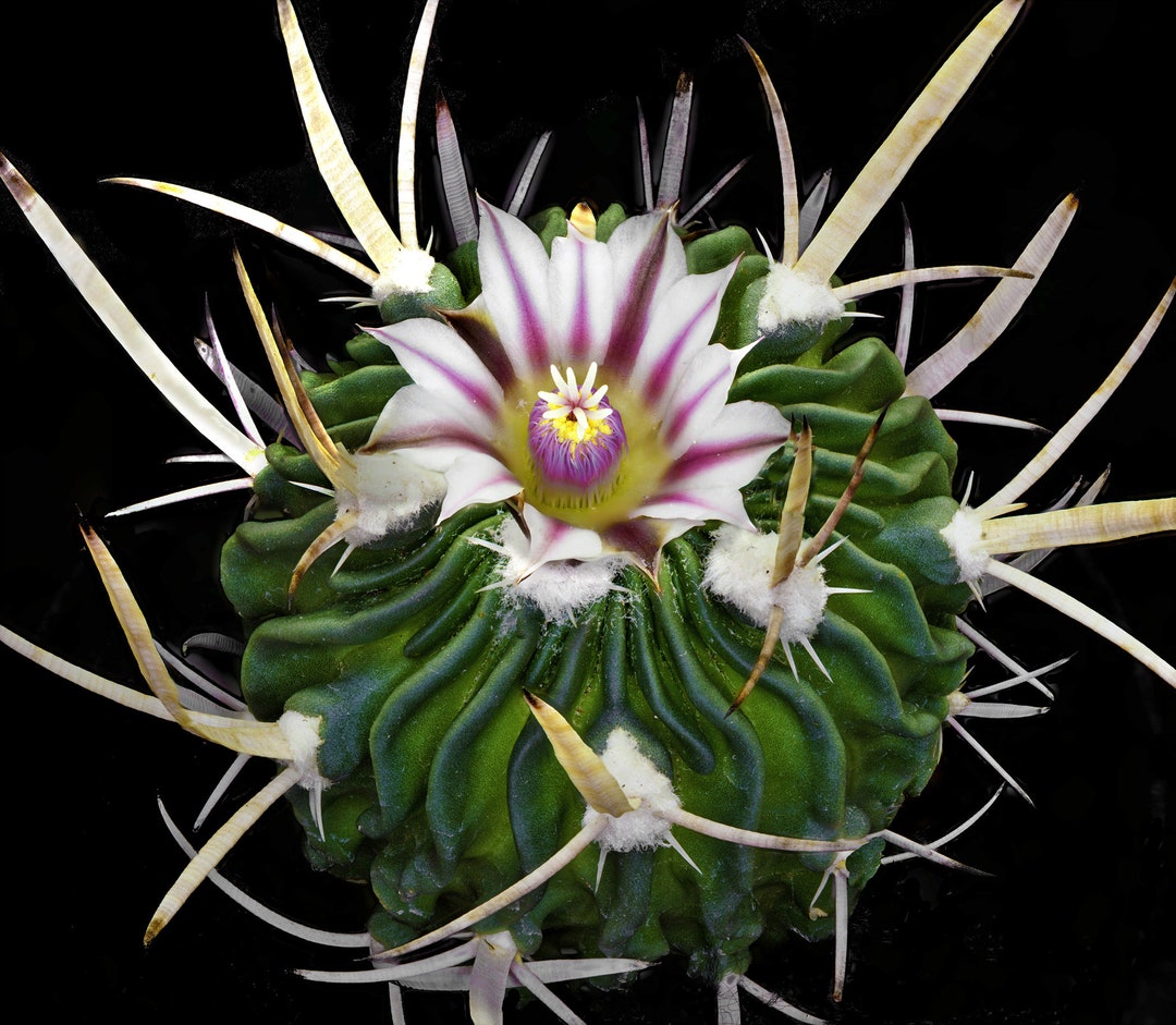 Echinofossulocactus Phyllacanthus, 20 Seeds - Etsy