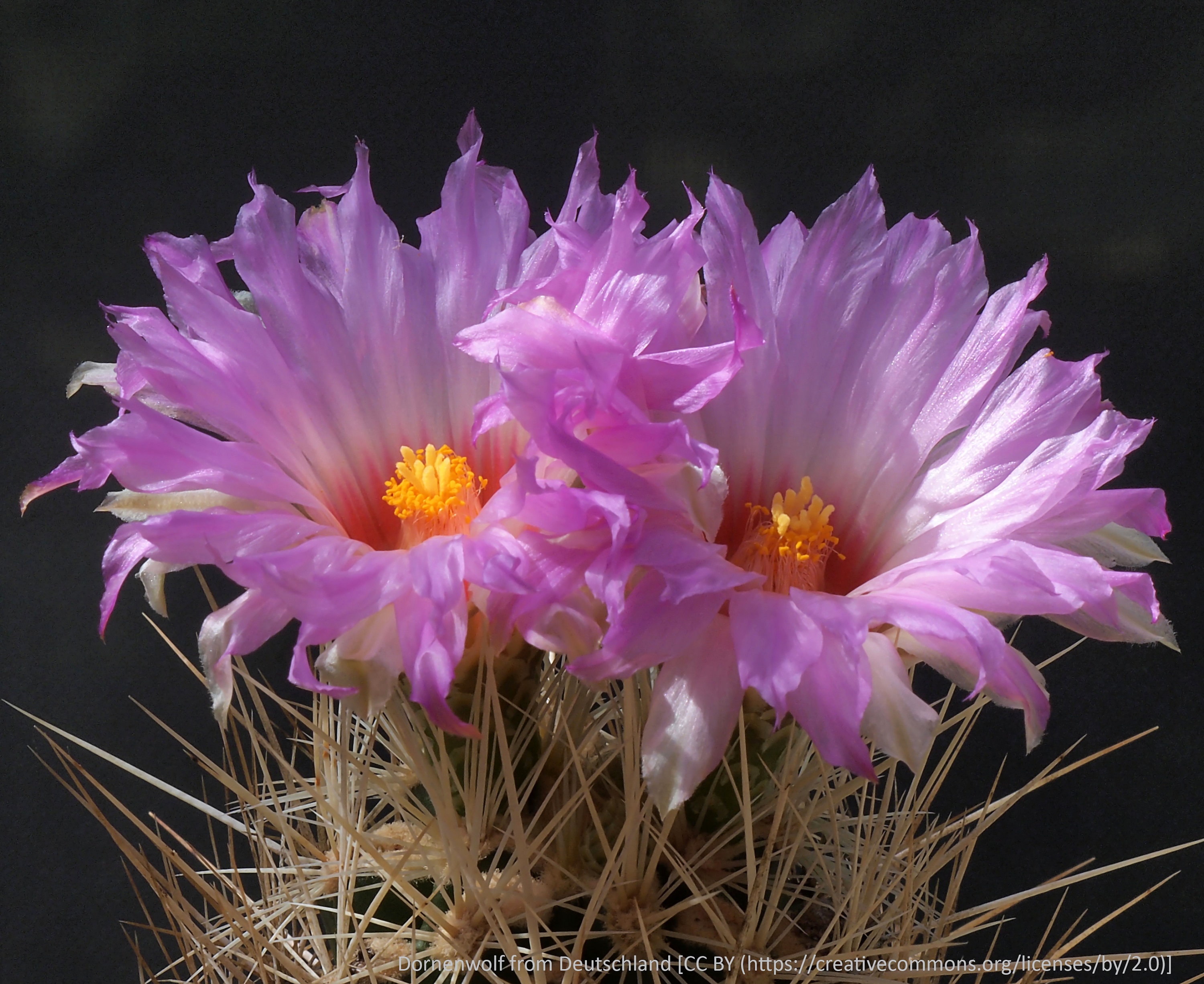 Thelocactus bicolor ssp. bolaensis, 20 semillas - Etsy España