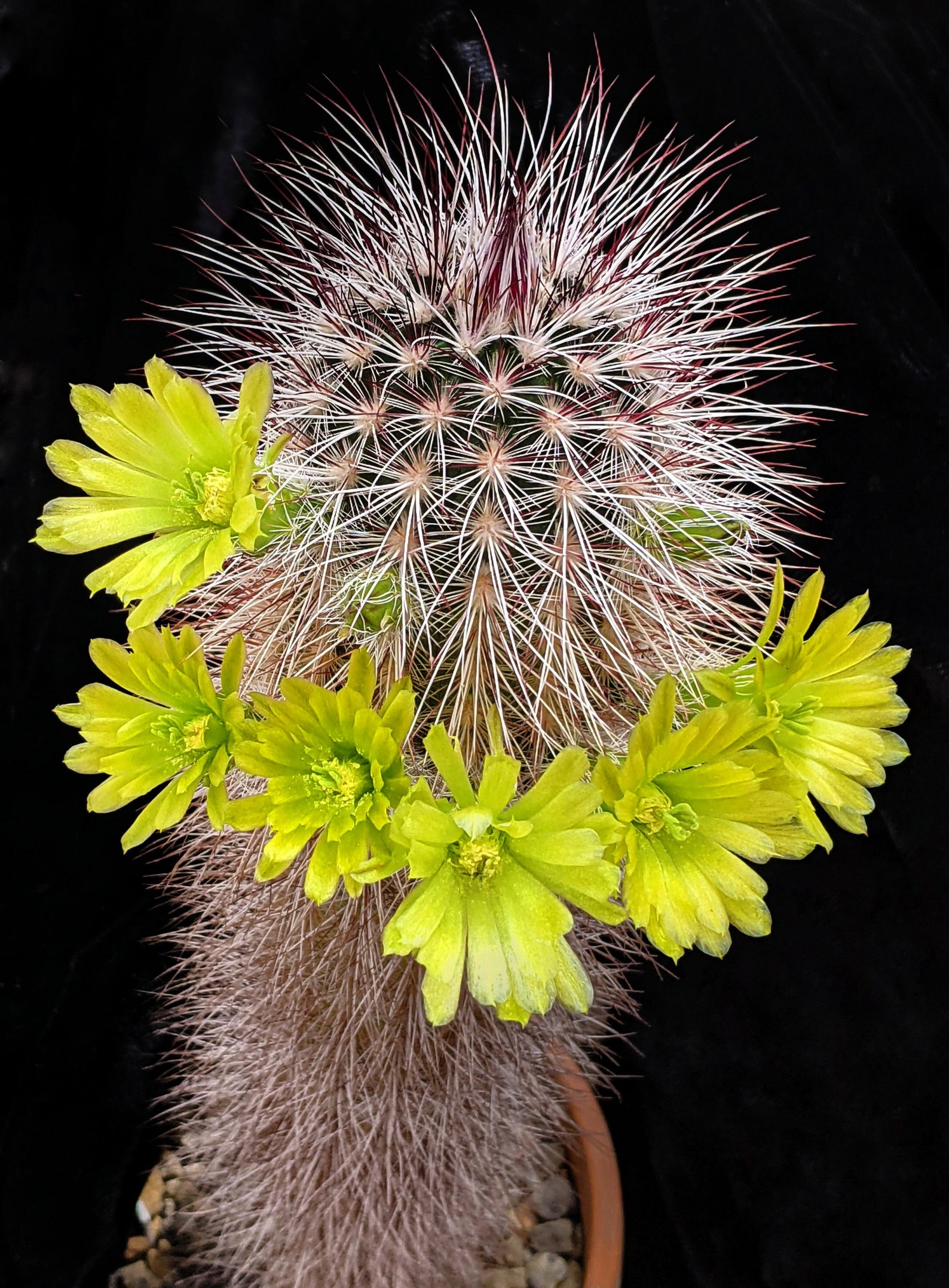 Echinocereus Viridiflorus Var. Canus 20 Seeds - Etsy