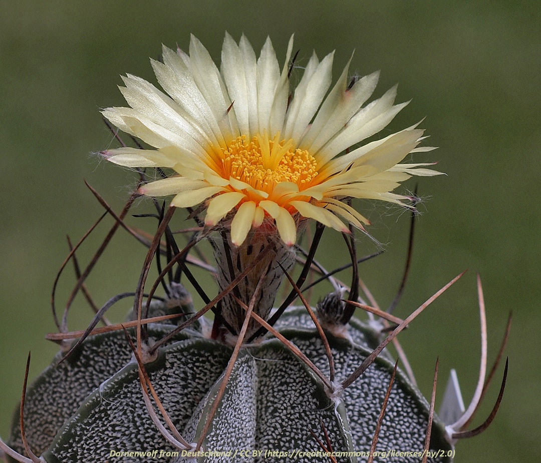 Astrophytum Capricorne Var. Niveum, 20 Seeds - Etsy