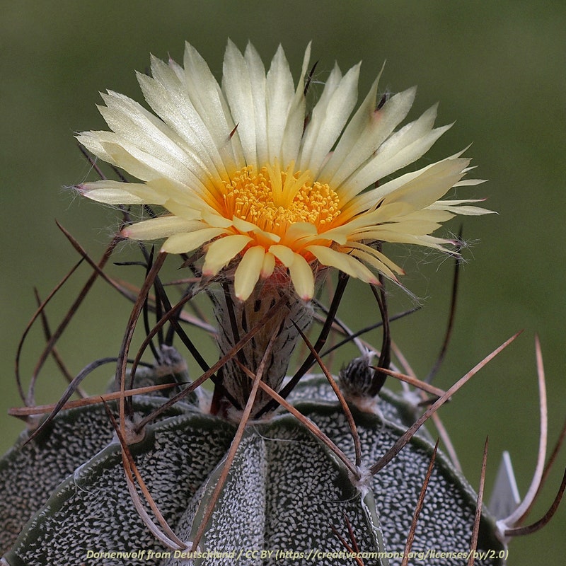 Astrophytum Seeds - Etsy